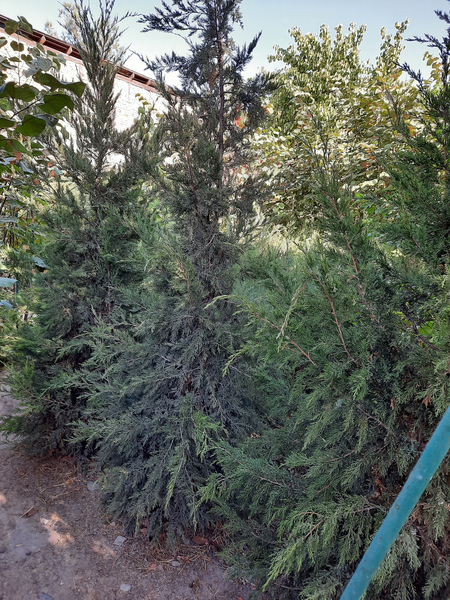 Archalar .Tuya archa ,Marjaveyka va mojjevelnik bor