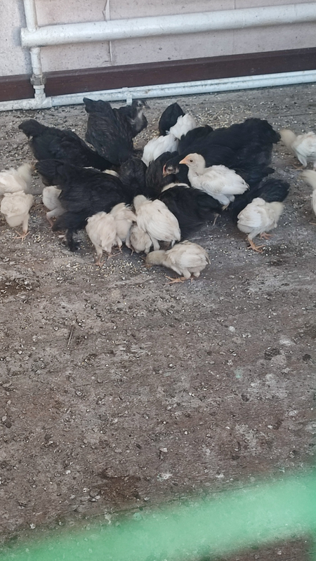 30ta joja 6ta ordak sotiladi