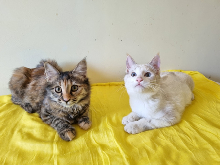 Отдам котят в добрые руки