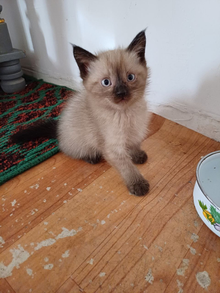 Абиссинская кошки