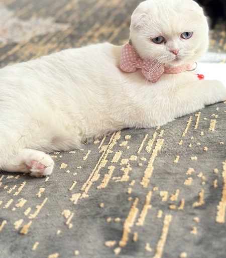 Скотиш фолд ок рангли