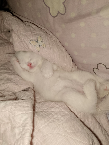 Котёнок страйк, девочка