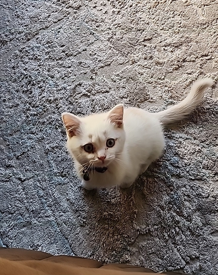 Mushuk bolasi sotildi.