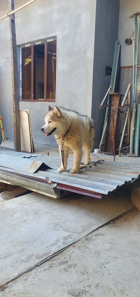 Продам собаку породы Альпийский маламут