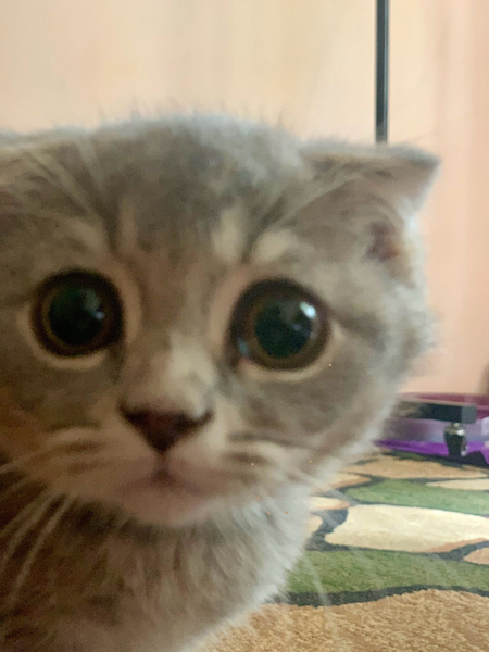 Скотиш Фолд Чистокровный котенок красивый и редкий окрас