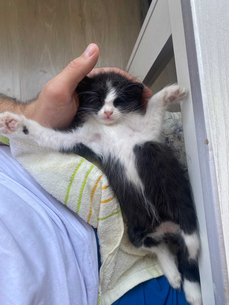 Котенок в хорошие руки