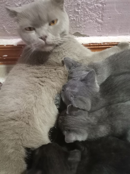 Продаётся котята породистый