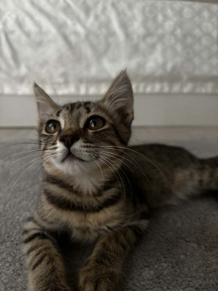 Продается 2 котята