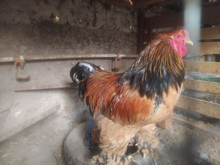 Brama tuxumlari sotiladi