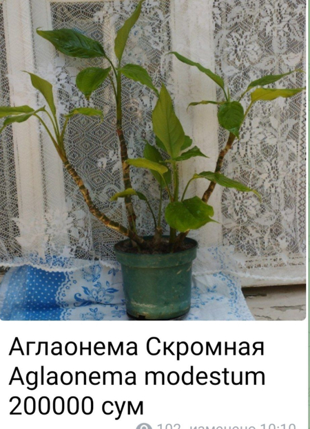 Продаются аглонемы