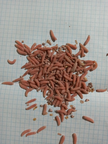 Опарыш для рыбалки