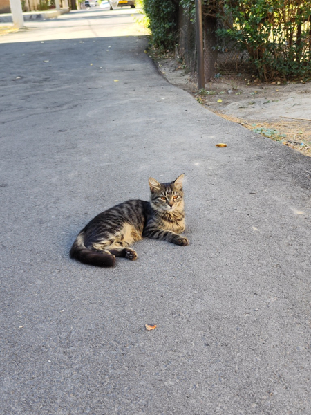 Котята в добрые руки!!!