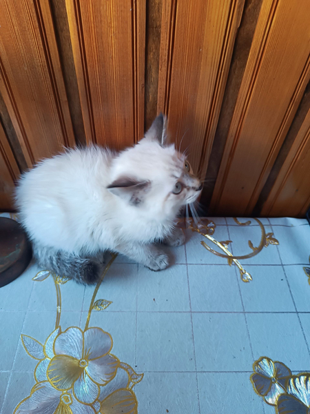 Породистый котеночек