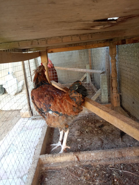 Hashaki xoʻroz 5 oylik