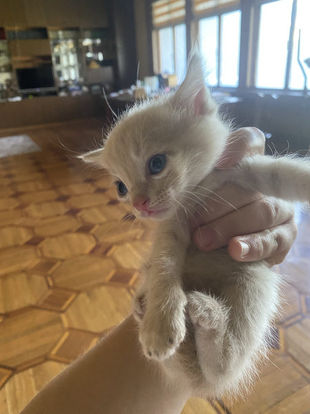Котята 1.5 месяца