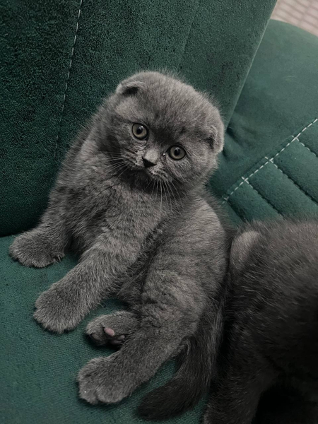 Британиский фолд