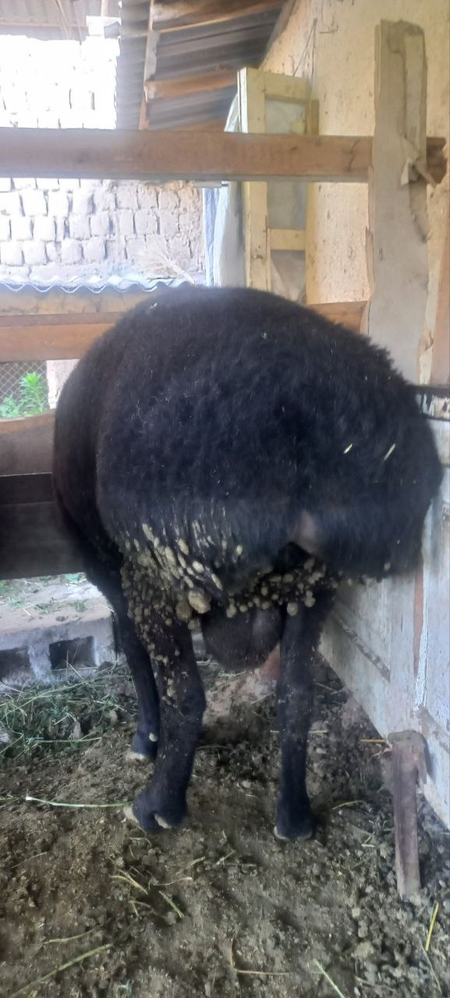 Qõylar sotiladi narxi telda gaplashamiz