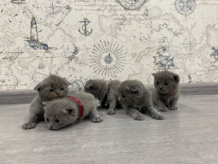 Продается чистопородные котёнки (Британец)