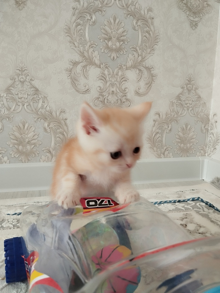 Mushuk bolasi strayt