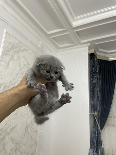 Scottish Fold qiz bola 20 kunlik