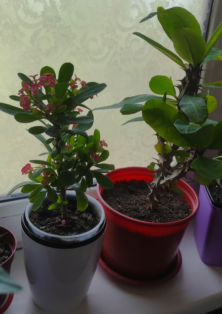 Продам 2 красивых молочая