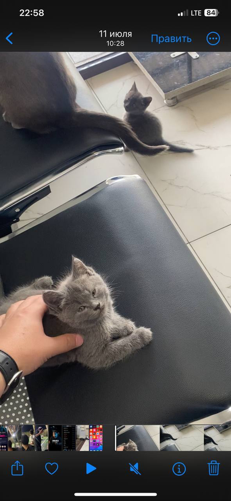 Mushuk Juda aqilli va chiroyli. (QIZ) 1oylik rasimdagi onasi mushukni