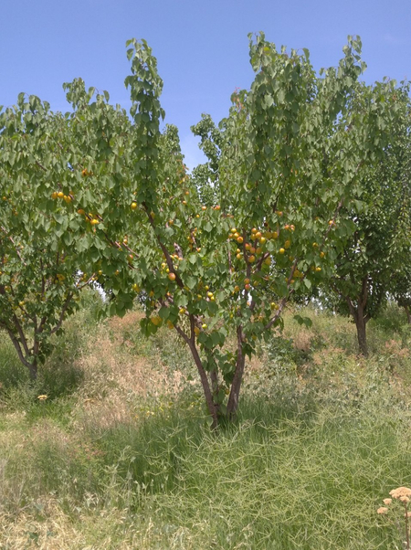 Bogʻ sotiladi 4 gektar
