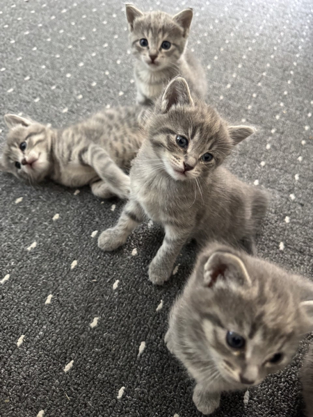 Mushuk Skotch Stray, Мушук Скотч Страй