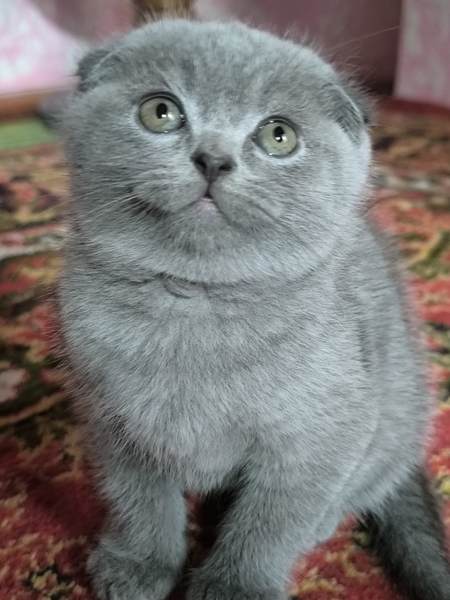 Scottish Fold britan