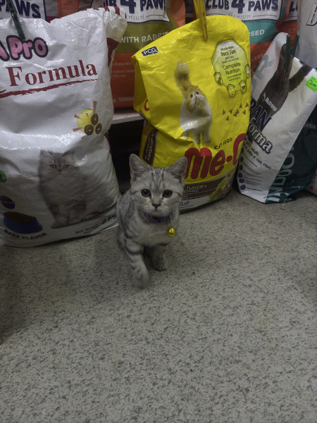 Котяти. Скотиш фолд и страйт шиншила