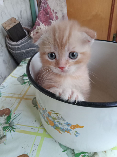 Продам котят Шотландской Вислоухой
