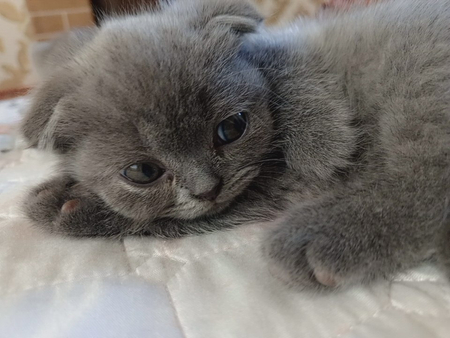 British shorthair cat