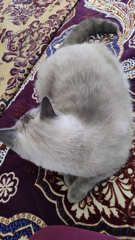 Кот сиамский 1 лет