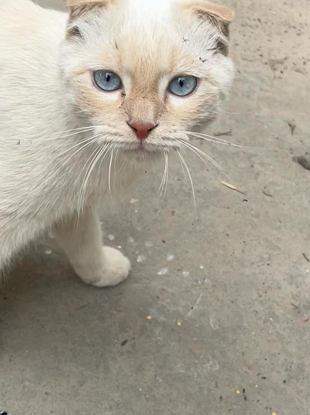 Pikabu zotli mushuk
