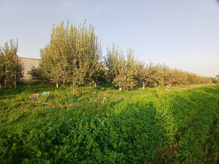 O\\\'tin bor arzonga