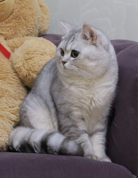 Кот На Вязку