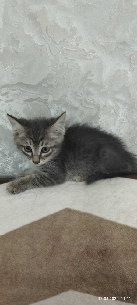 Котенок в добрые руки