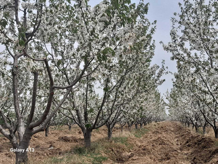Котта мевали бог сотилади.  30 000$ дан гектари, 5 гектар.