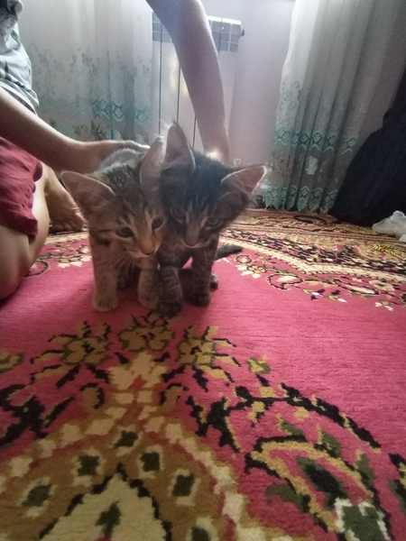 Мушикчалар чиройли