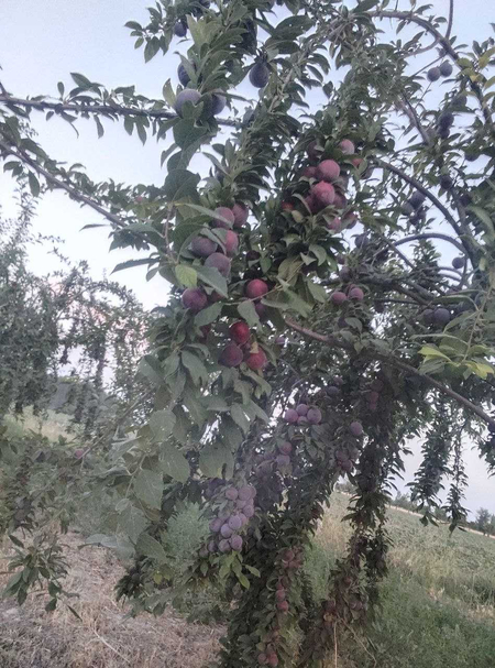 Olxoʻri sotiladi