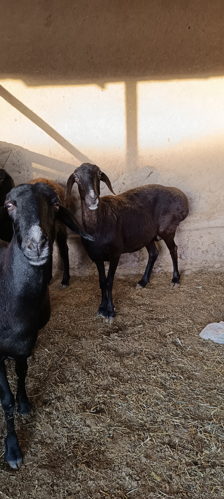 Zotli Sovlik 2ta Uzun uzun bo'yi baland Bola olishga juda yaxshi