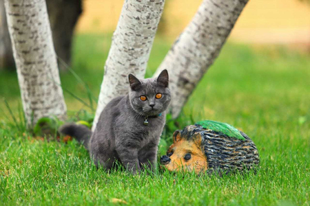 Котёнок. Скоттиш страйт. Котёнок.