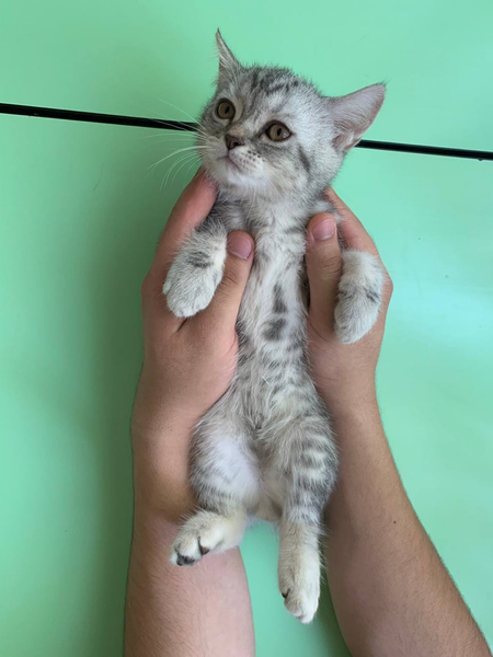 Шотландские котята!