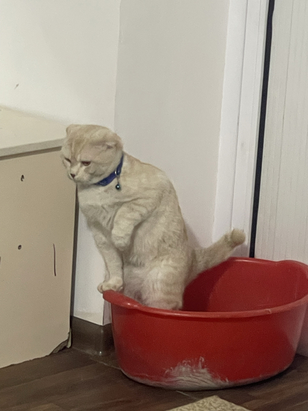 Скоттиш фолд сотилади