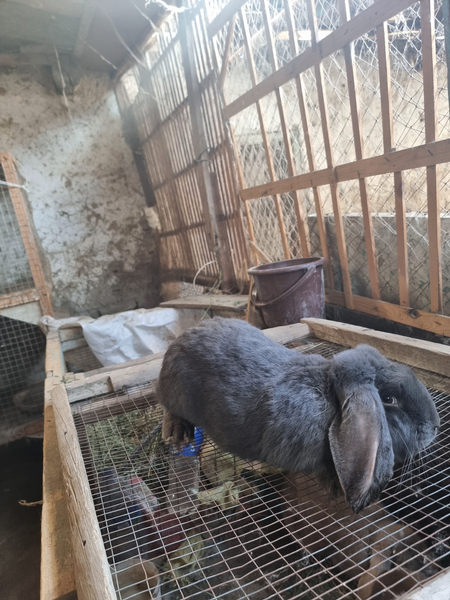 Fransuski Baran parodali arginal tozza qon qugonlar sotiladi