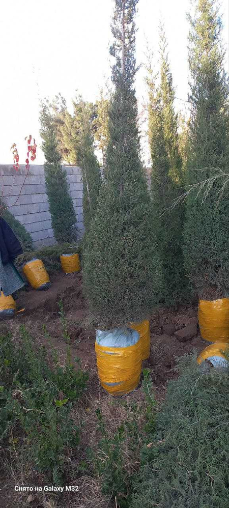 Можжевельник кучатлкучатлар сотилади