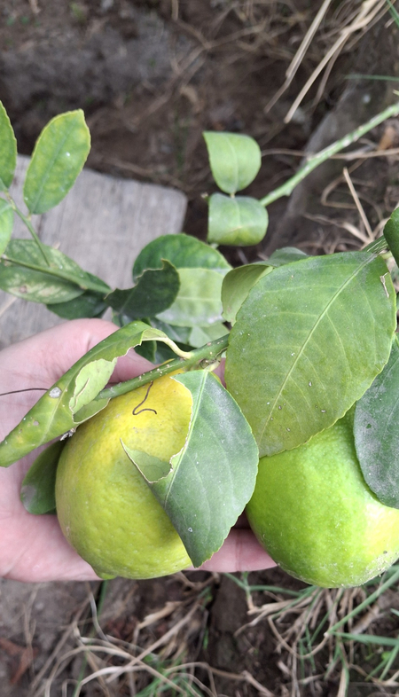 Limon daraxtlari sotiladi