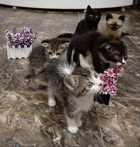 Продаёте котята Сотилади Мушу болачалари