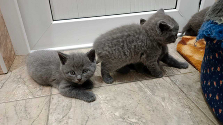 Британский котенок
