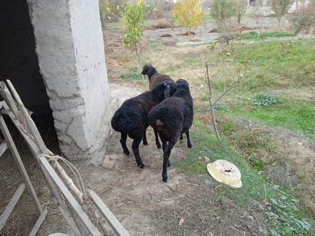Yeb ichishiga javob